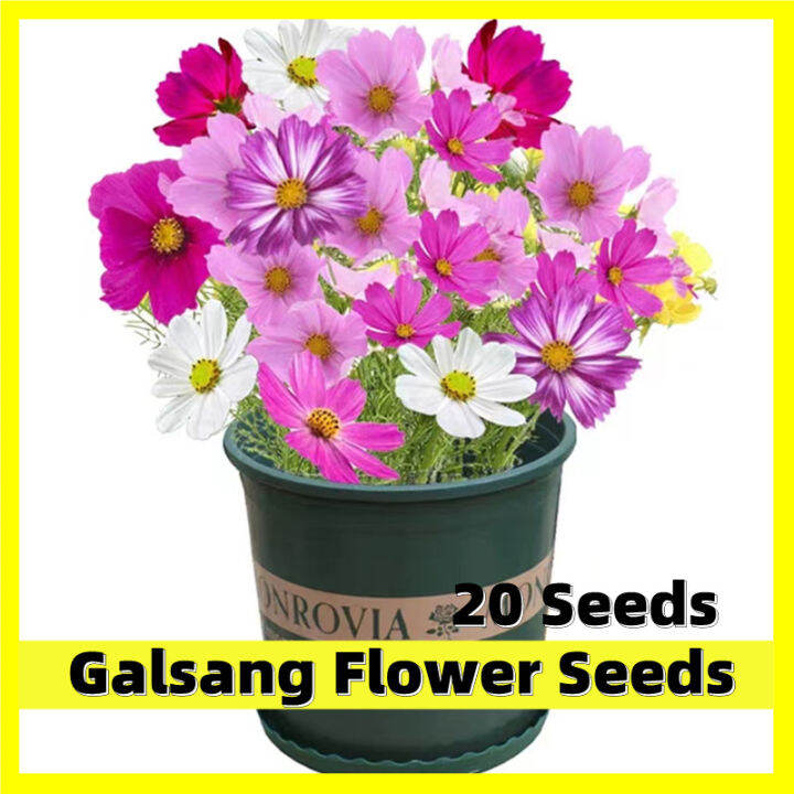 Assorted Colors Galsang Flower Seed - 格桑花种子 High Germination 20 Seeds ...