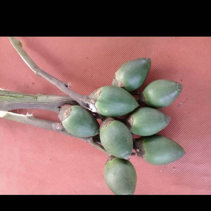 buah pinang muda / jambe /Tanaman hias hidup | Lazada Indonesia