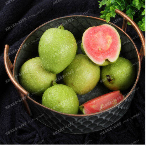 Guava Seed Organic Vegetable Fruit Psidium Guajava Seeds Bonsai Guava ...