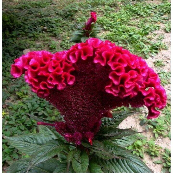 Cockscomb Flower Freshly pick Seeds Home Garden | Lazada PH