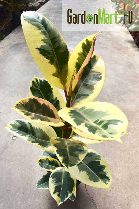 GardenMart4U Ficus Elastica Batik Yellow Red Rubber Live Plant Pokok ...