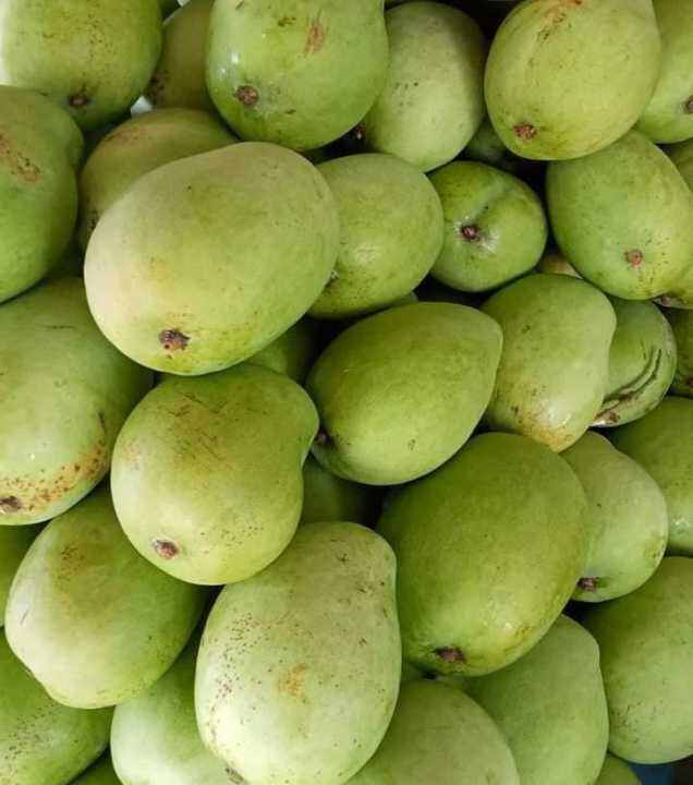 BUAH Mangga MUDA 1 KG MANGGA Cengkir Muda Dan Mengkal Mangga Indramayu ... BUAH Mangga MUDA 1 KG MANGGA Cengkir Muda Dan Mengkal Mangga Indramayu ...