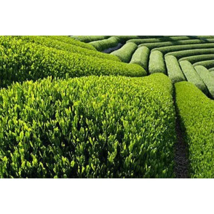 (เพาะเมล็ด) 1แพ็ค （เมล็ดพันธุ์ โรงงาน）พันธุ์ ชาเขียว (Green Tea Seeds ...