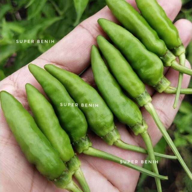 Berkebun 25 Biji - Benih Cabe rawit hijau RAJO - tipe buah merunduk ...