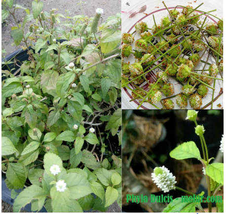 MDC- Phyla Dulcis Plant sapling / Anak pokok Rose Stevia (Daun manis ...