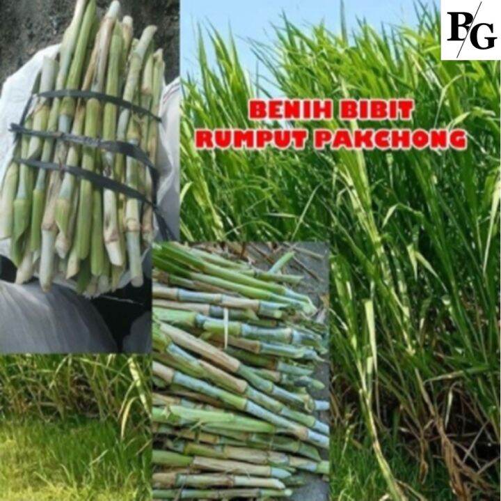 Benih Bibit Tanaman Rumput Napier Pakcong Pakchong 1 KG | Lazada Indonesia