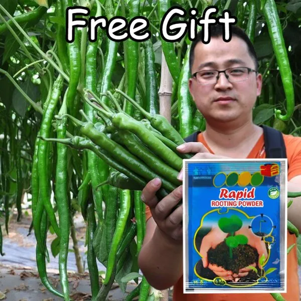 50Pcs Seeds/pack Green Long Chilli Seeds Organic Vegetable Long Hot ...