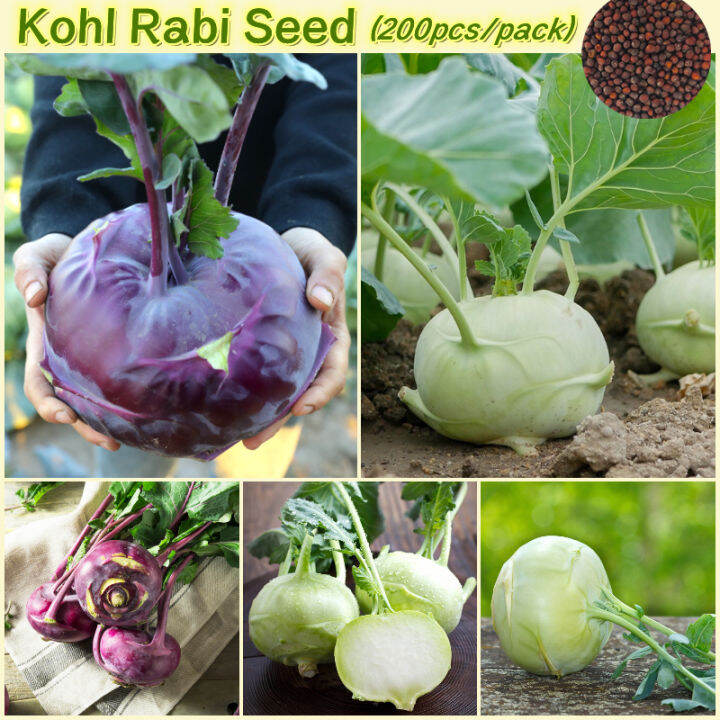 [Fast Germination] 200pcs Kohl Rabi Seed Kohlrabi Brassica Vegetable ...