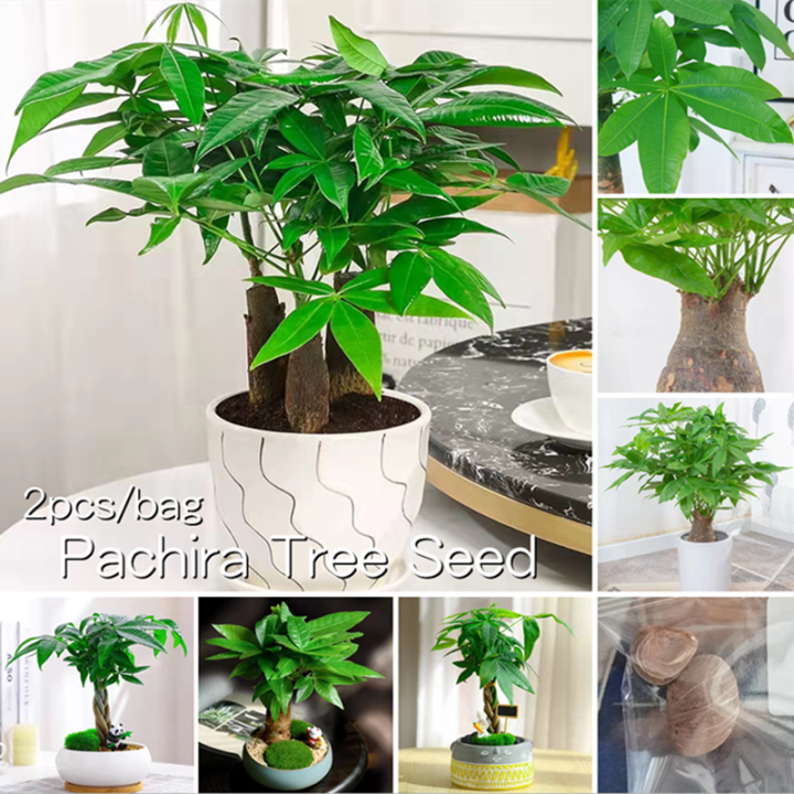 [Easy To Grow In Philippines] 2 Seeds Pachira Tree Seeds Bonsai Seeds ...