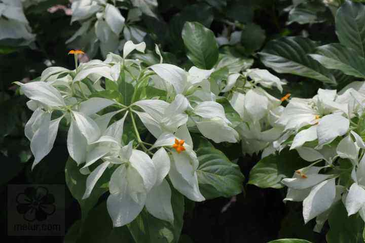 MDC- White Mussaenda sapling / Anak Pokok Janda Kaya Putih / pokok ...