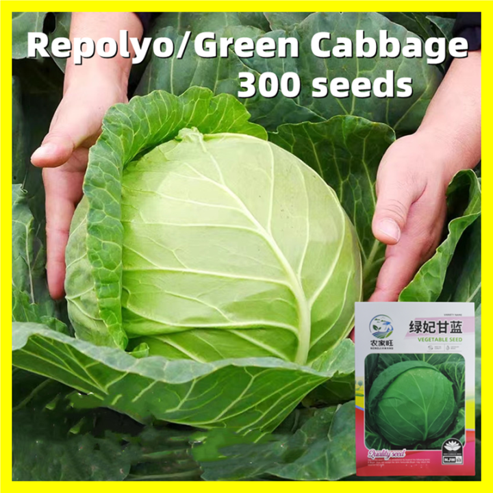 F1 Hybrid Repolyo Cabbage Seeds for Planting - 100% Fresh 300seeds ...