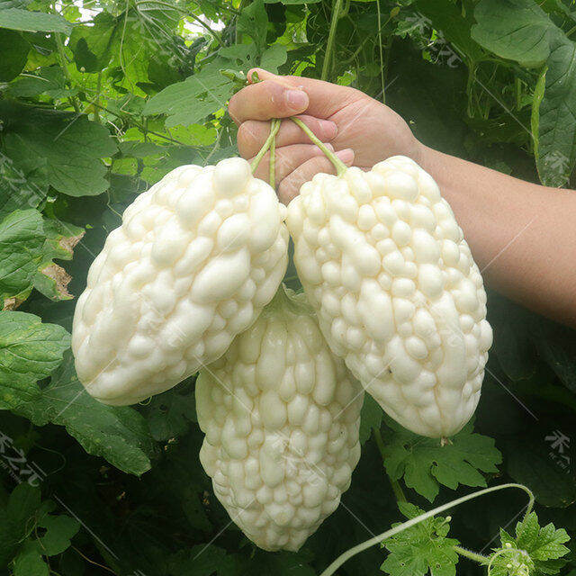 Benih Peria Putih Taiwan / Taiwan Apple White Bitter Gourd Seeds ...