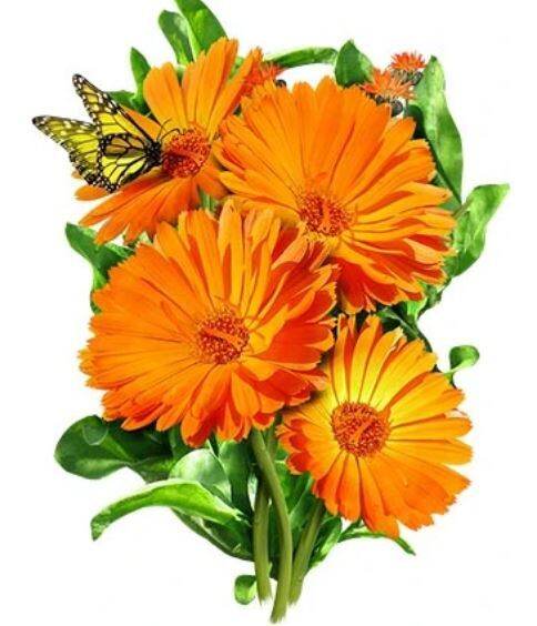 edible*CALENDULA BEAUTY seed MIX (CALENDULA OFFICINALIS) (Calendula ...