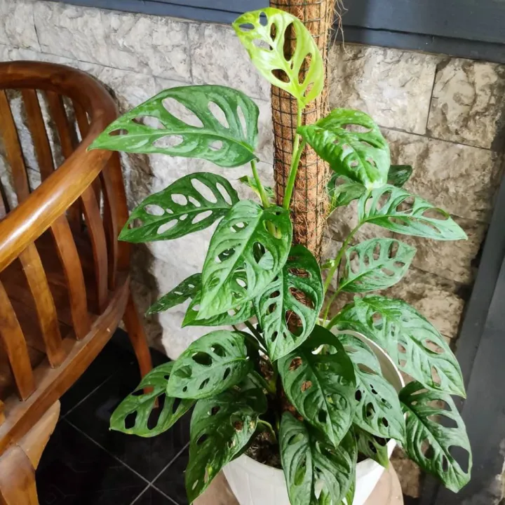 Monstera Adansonii - Monstera Janda Bolong | Lazada Indonesia