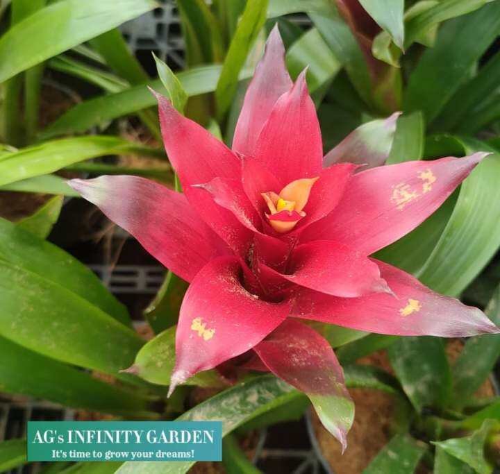 Bromeliads Plant ( Red ) with FREE plastic pot, garden soil and pebbles ...