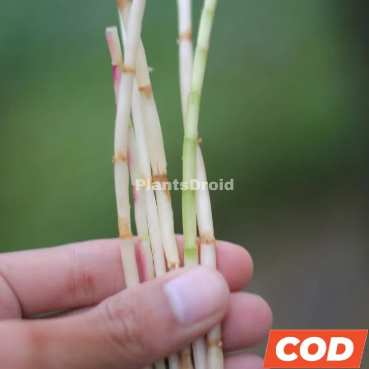 Akar Alang Alang 250 gr Tanaman Herbal | Lazada Indonesia