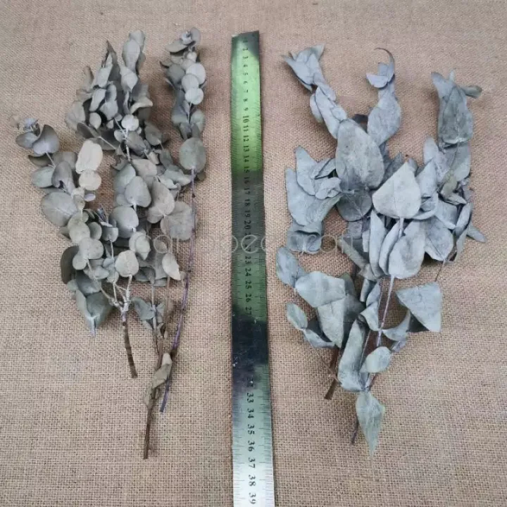 Bunga Kering Dried Flower 5 Batang Daun Silver Dollar Lokal Kering ...