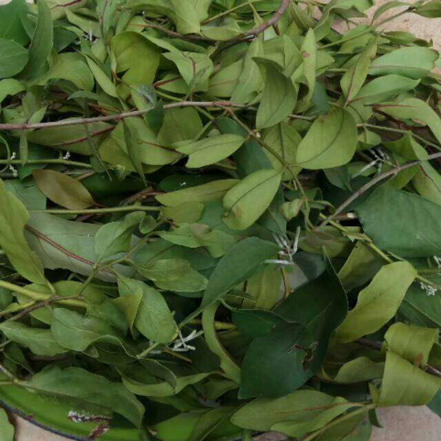 Daun Benalu Jeruk Nipis 500 | Lazada Indonesia Daun Benalu Jeruk Nipis 500 | Lazada Indonesia