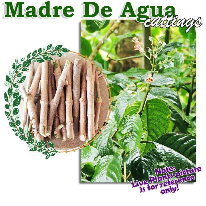 MADRE DE AGUA CUTTINGS - ROOTED PLANT FLOWER STEM WATER HORMONE source ...