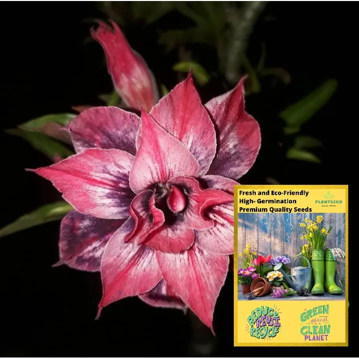 Adenium Seeds Night Queen Red V119 -High germination Flower Plant seeds ...