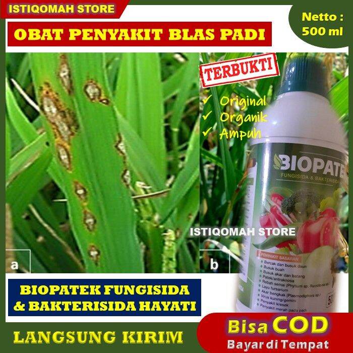 COD AMAN Fungisida Hayati BIOPATEK 500ml Atasi Penyakit Blas pada Padi ...