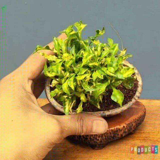 Tanaman hias krokot kuning / tanaman kriminil kuning | Lazada Indonesia