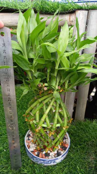 GHZ Nanas Shape Lucky Bamboo CNY Live Plant Pokok Indoor Fengshui ...