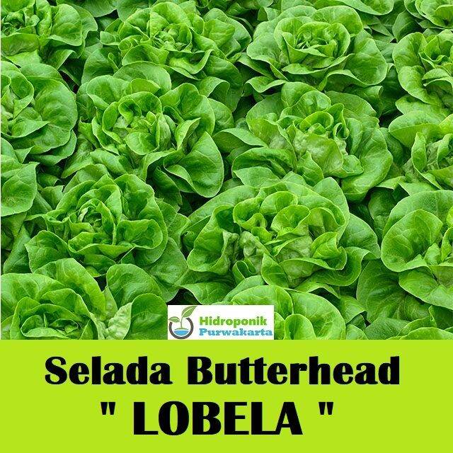 BENIH SELADA LETTUCE BUTTER HEAD LOBELA ISI 800 BUTIR INDOSEED ...