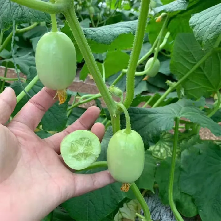 Mini Cucumber Seeds for Planting Hybrid Pipino Seeds High Yield Bonsai ...