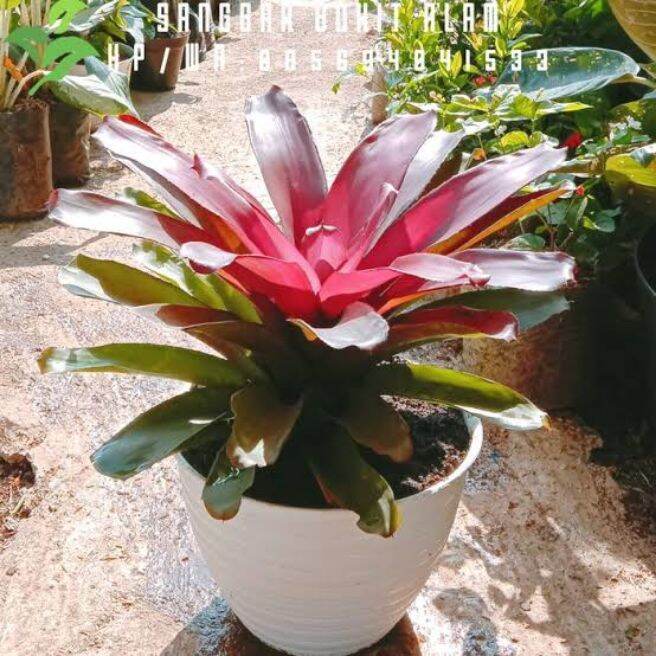 bibit tanaman hias bromelia merah / tanaman bromelia merah | Lazada ...