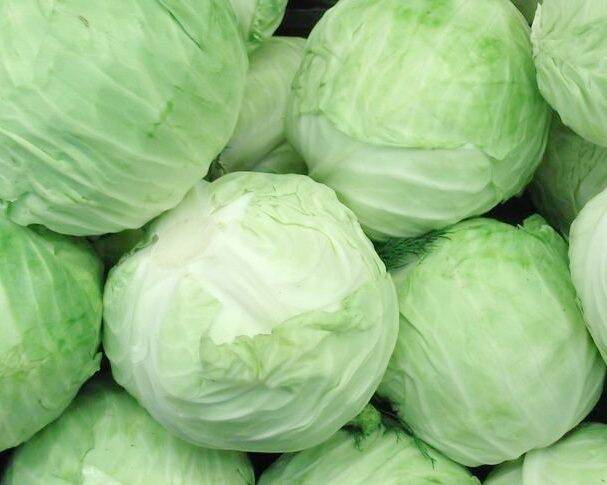 Gubis Kubis Sayuran Kobis Sayuran Segar Gobis | Lazada Indonesia