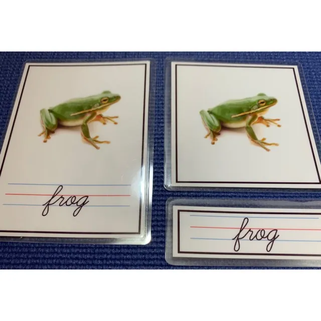 N^MMontessori Three-Part Cards (Parts of a Frog) Cursive/Print | Lazada PH