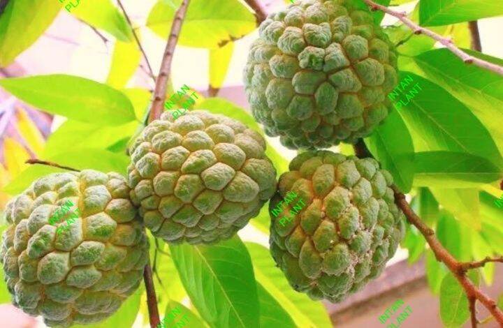 ANAK POKOK NONA KAMPUNG HIJAU BESAR DAN SEDAP / High Productive Anak ...