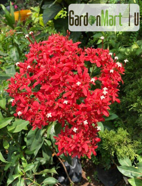 Indoor Outdoor Ixora Plant Pokok Pecah Periuk 龙船花属 | Lazada