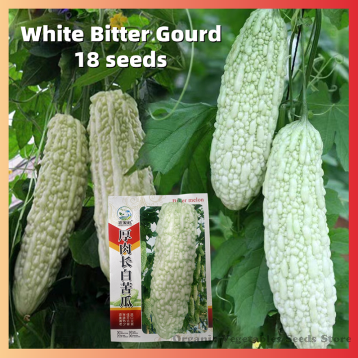18 Seeds Organic White Bitter Gourd Seeds Biji Bernih Peria Putih ...