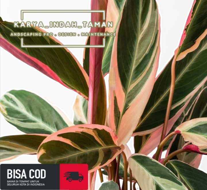 paket 3 pohon tanaman meranti bali - calathea - tanaman hias meranti ...