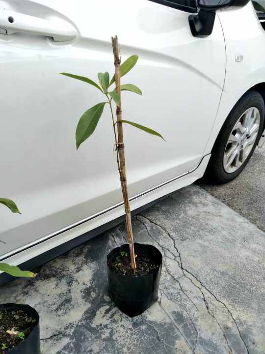 Anak pokok jamun/Keriang dot/Pokok Jambu Arang/ Malabar plum/Java plum ...