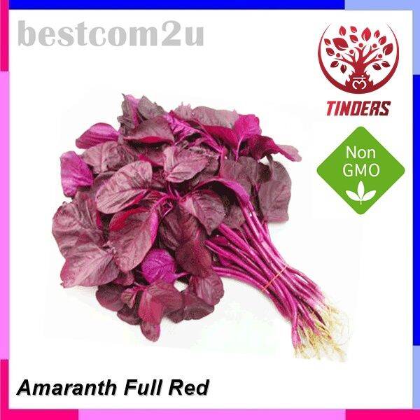 TINDERS 全红苋菜 Amaranth Full Red Seeds NON GMO Seed F1 Hybrid Seeds ...