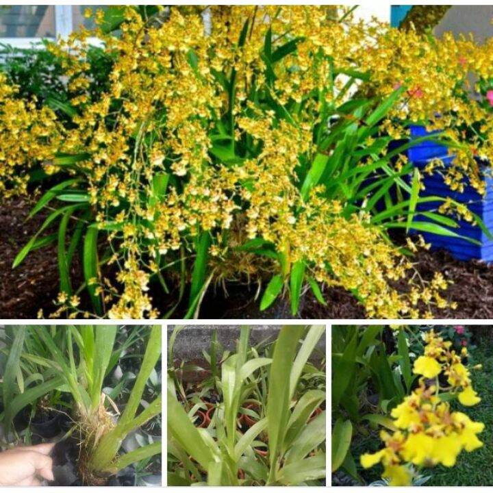 anggrek cimbidium golden shower | Lazada Indonesia