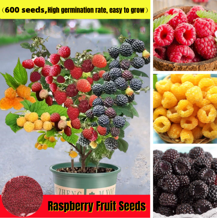 [Fast Growing] Dwarf Raspberry Seed for Sale (600pcs Per Pack）Bonsai ...