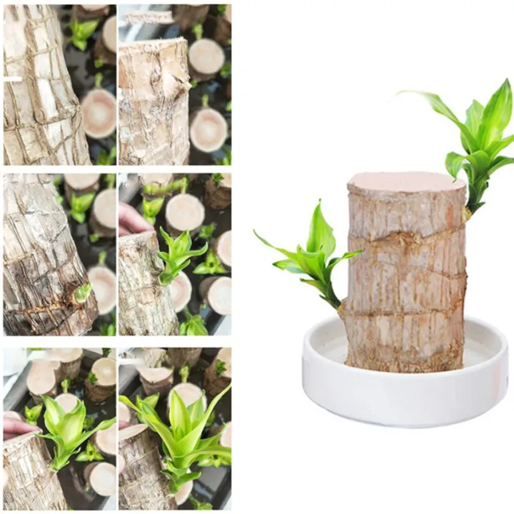 Mini Brazil Lucky Wood Hydroponic Potted Plant Stump Plant Indoor Office Desktop Decoration ...