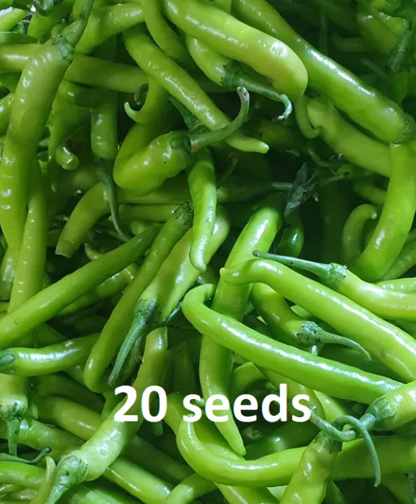 siling haba / green pepper seeds - P20 per pack - condor seeds - plant ...