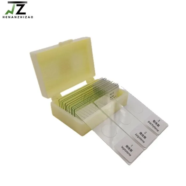 Onion Anther Meiosis Root Tip Mitotic Glass Microscope Prepared ...