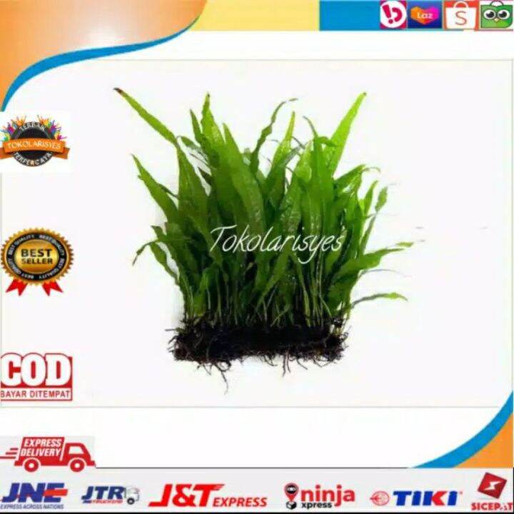 Tanaman kadaka mini hias aquascape | Lazada Indonesia
