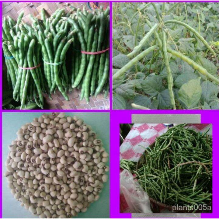 Fresh Native Sitaw Na turo Seed/ Ilocano (Vegetables Seeds For planting ...