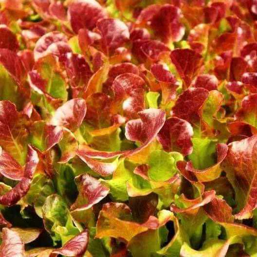 Lollo Rossa Red Lettuce Plant Seeds RAMGO Repacked / Tingi - Vegetable ...