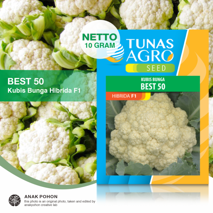 (1 PACK) Benih Kubis Bunga BEST 50 Kembang Kol Putih Hibrida F1 - Tunas ...