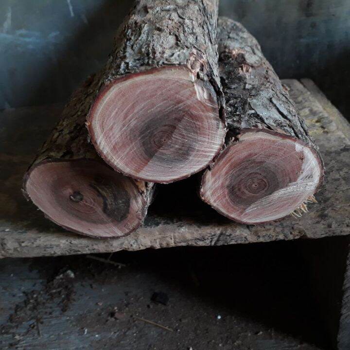 bahan kayu stigi karimunjawa original | Lazada Indonesia