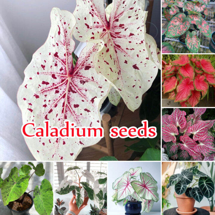 【100% Original】Rare Mixcolor Caladium Seeds for Planting (100 Seeds Per ...
