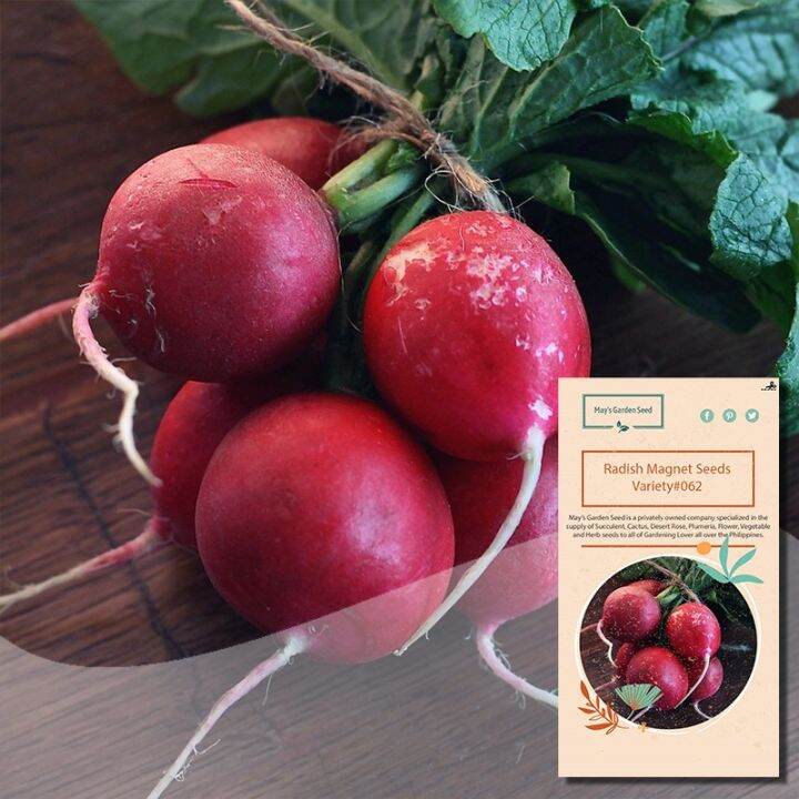 Radish Magnet Labanos Seeds, Vegetable Seeds | Lazada PH